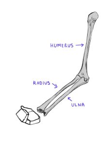 How to Draw Arms in Animation: Anatomy and Construction - Animationclub ...